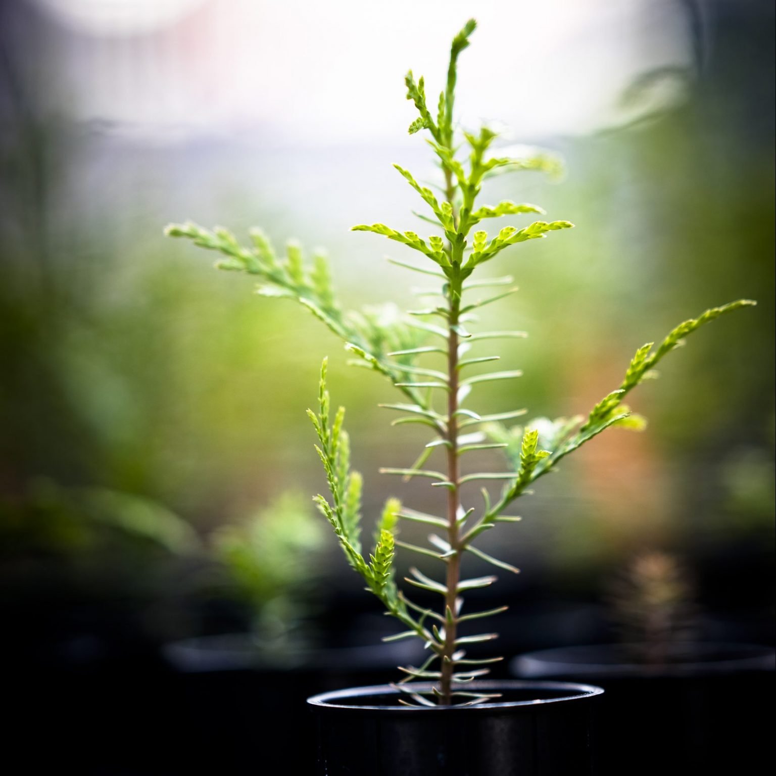 Deepot™ Cells & Trays - D16H - 2 x 7" Heavyweight Deepot Cell - Stuewe ...