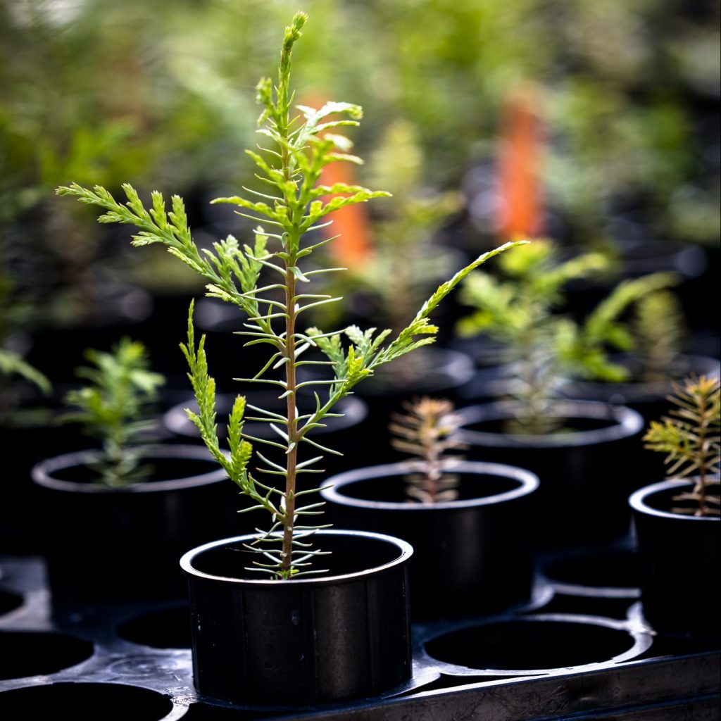 Deepot™ Cells & Trays - Stuewe & Sons