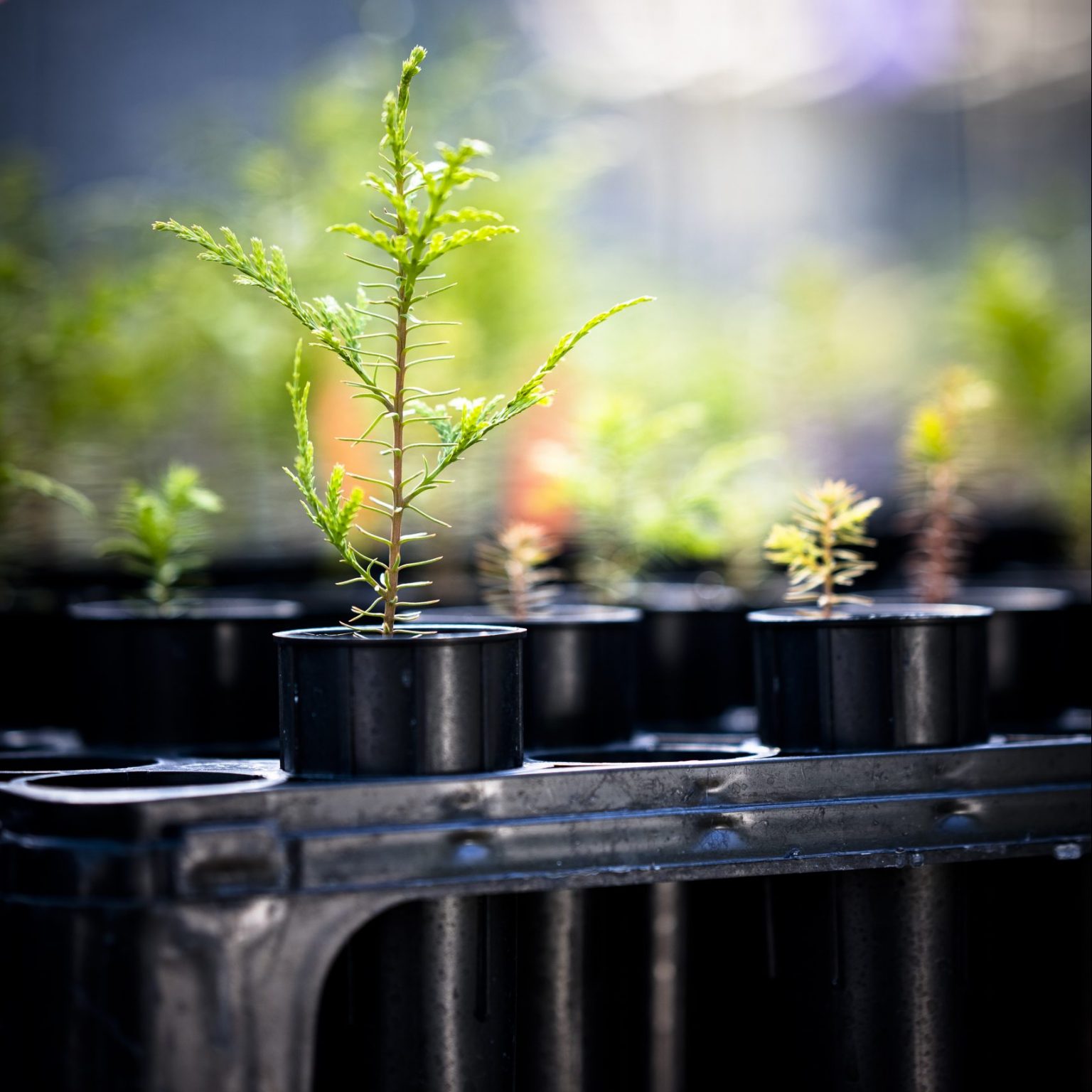 Deepot™ Cells & Trays - D16H - 2 x 7" Heavyweight Deepot Cell - Stuewe ...