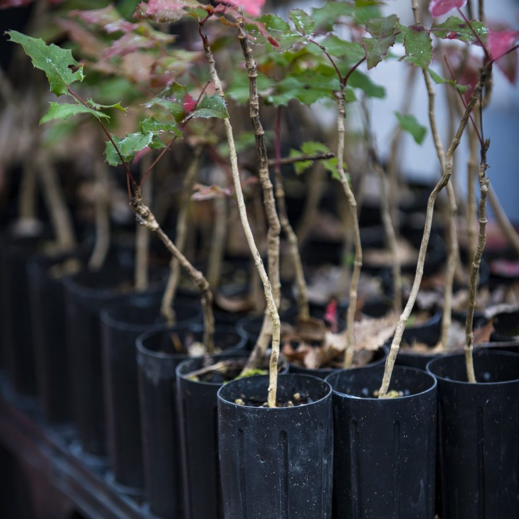 Deepot™ Cells & Trays - D25L - 2 x 10" Deepot Cell - Stuewe & Sons