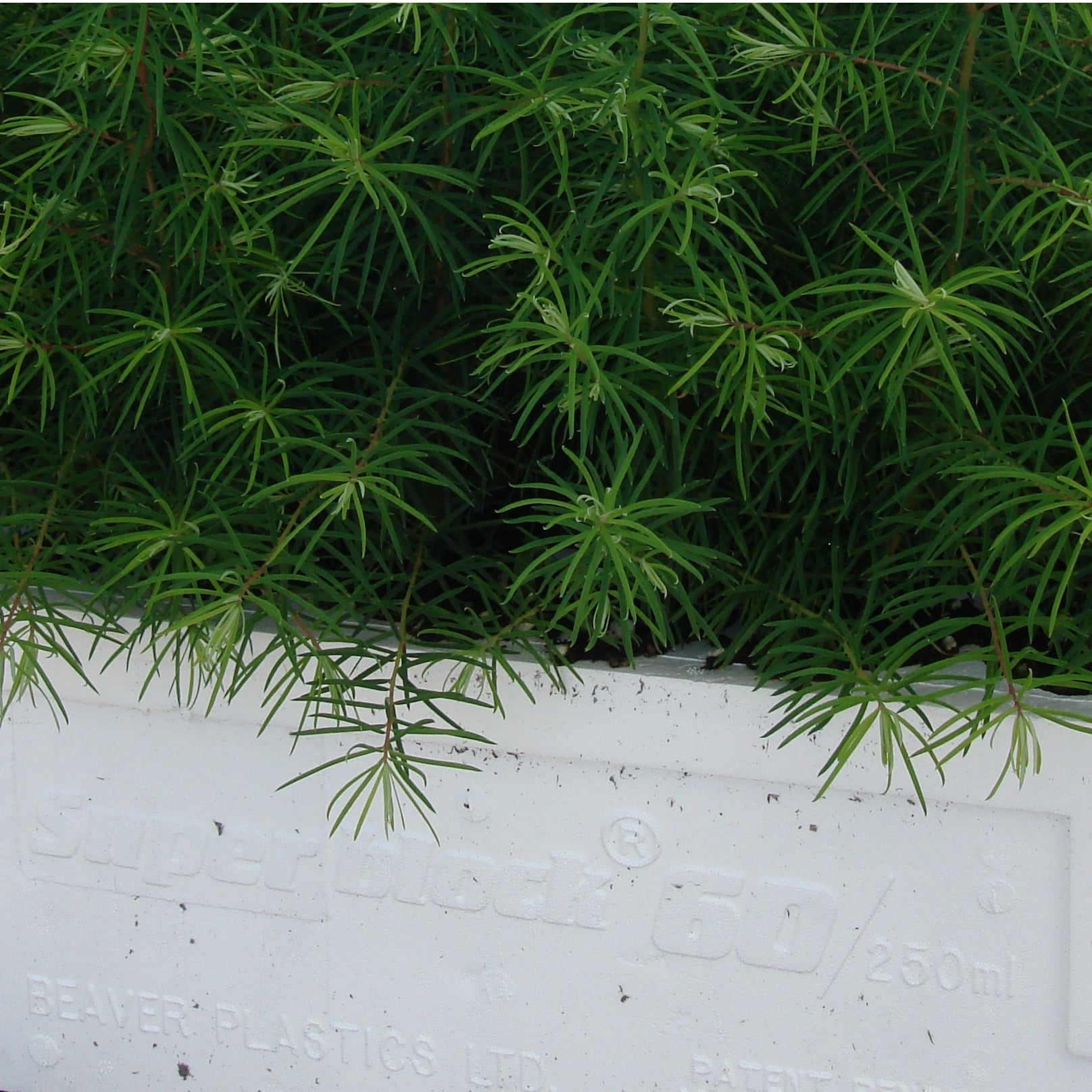 Tree Seedling Nursery Containers - Stuewe & Sons