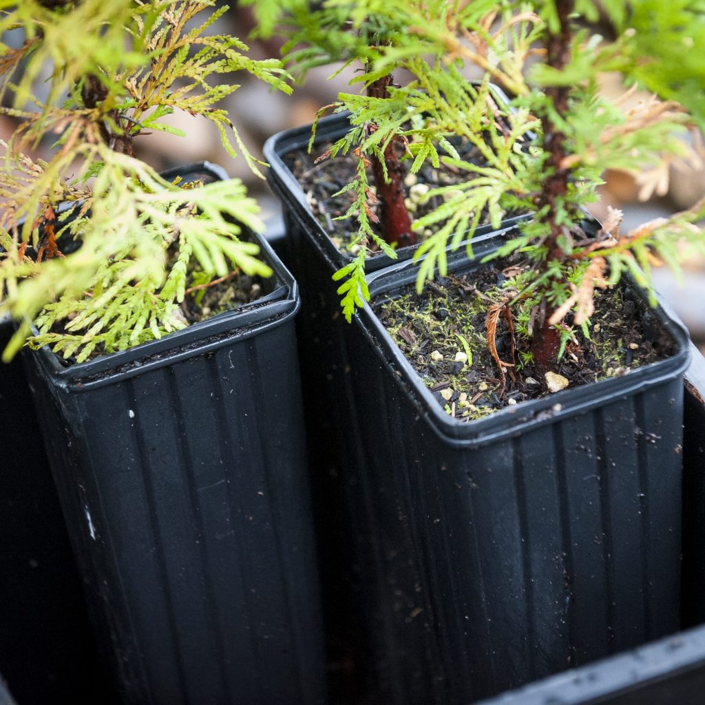 Treepots™ & Trays - CP412CH - 4 x 12" Treepot with corner holes ...