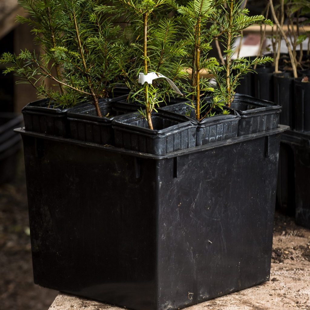 Treepots™ & Trays - TRAY10 - 13 x 13 x 10" Tray - Stuewe & Sons