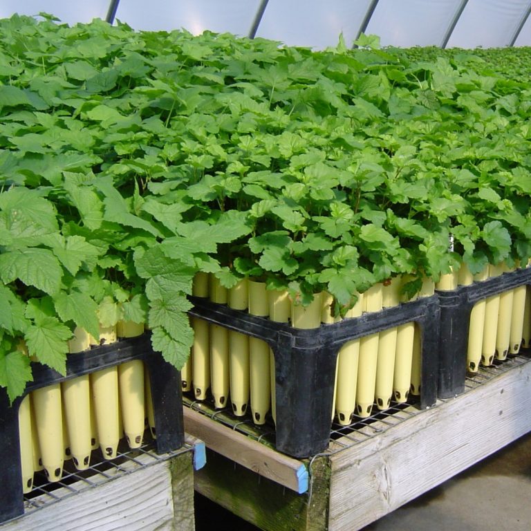 A Small Kit For You - RL98K10U - RL98 TRAY WITH SC10UV CELLS KIT ...