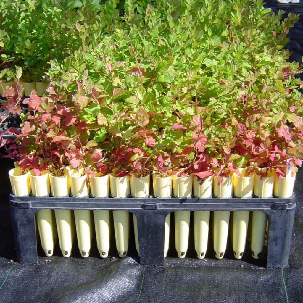 Ray Leach "Cone-tainers" & Trays Kits - RL98K10U - RL98 TRAY WITH ...