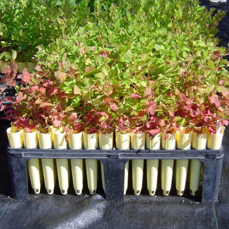 A Small Kit For You - RL98K10U - RL98 TRAY WITH SC10UV CELLS KIT ...