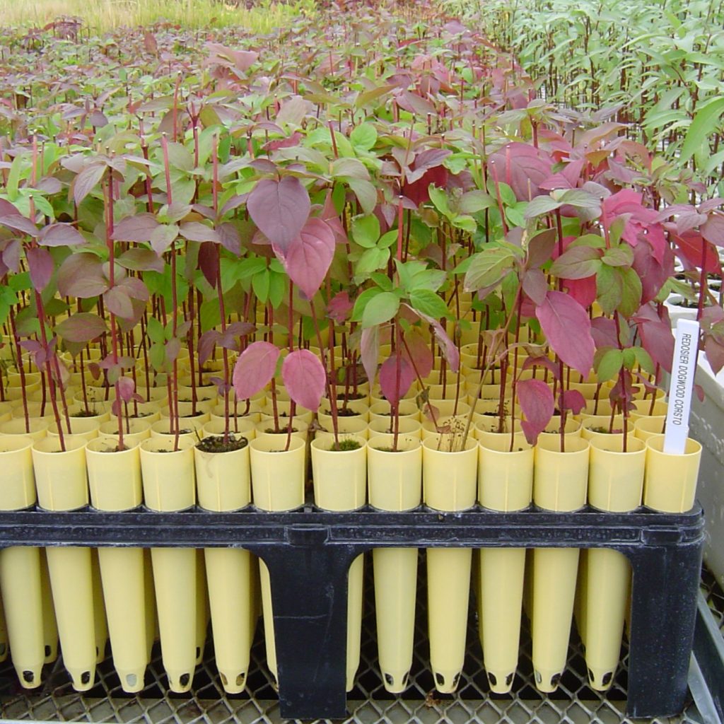 A Small Kit For You - RL98K10U - RL98 TRAY WITH SC10UV CELLS KIT ...