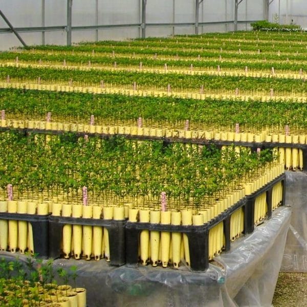 A Small Kit For You - RL98K10U - RL98 TRAY WITH SC10UV CELLS KIT ...