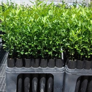 Ray Leach "Cone-tainers" & Trays Kits - RL98K10R - RL98 TRAY WITH SC10R ...