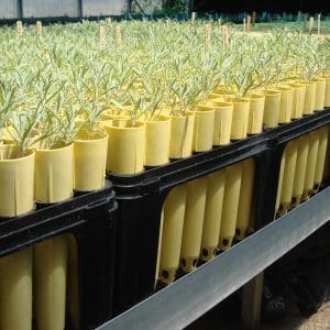 Ray Leach "Cone-tainers" & Trays Kits - RL98K10U - RL98 TRAY WITH ...