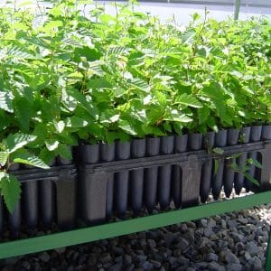 Ray Leach "Cone-tainers" & Trays Kits - RL98K10R - RL98 TRAY WITH SC10R ...