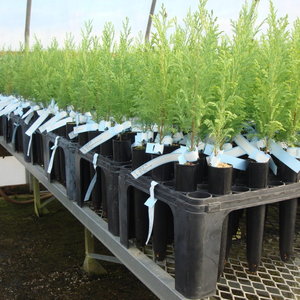 Ray Leach "Cone-tainers" & Trays Kits - RL98K10R - RL98 TRAY WITH SC10R ...