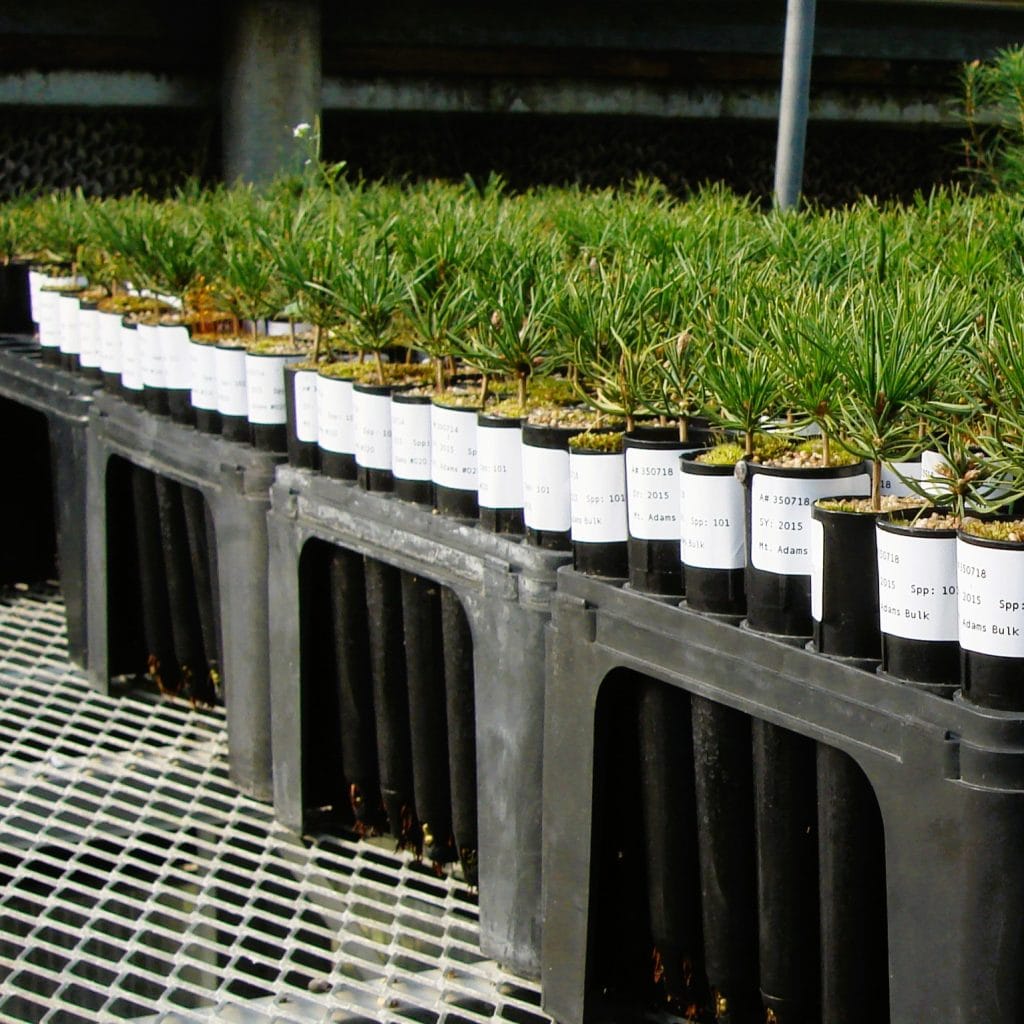 Ray Leach "Cone-tainers" & Trays Kits - RL98K10R - RL98 TRAY WITH SC10R ...