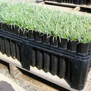 Ray Leach "Cone-tainers" & Trays Kits - RL98K10R - RL98 TRAY WITH SC10R ...