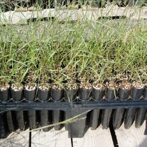 Ray Leach "Cone-tainers" & Trays Kits - RL98K10R - RL98 TRAY WITH SC10R ...