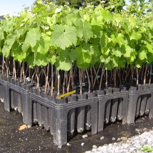 Deepot™ Cells & Trays Kits - D20K40 - D20T TRAY WITH D40L CELLS KIT ...