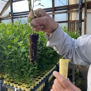 Ray Leach "Cone-tainers" & Trays Kits - RL98K7U - RL98 TRAY WITH SC7UV ...