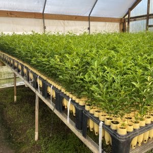 Ray Leach "Cone-tainers" & Trays Kits - RL98K7U - RL98 TRAY WITH SC7UV ...