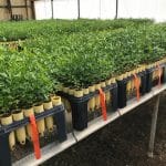 Ray Leach "Cone-tainers" & Trays Kits - RL98K7U - RL98 TRAY WITH SC7UV ...