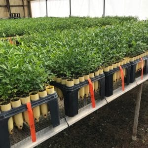 Ray Leach "Cone-tainers" & Trays Kits - RL98K7U - RL98 TRAY WITH SC7UV ...