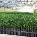 Ray Leach "Cone-tainers" & Trays Kits - RL98K10R - RL98 TRAY WITH SC10R ...